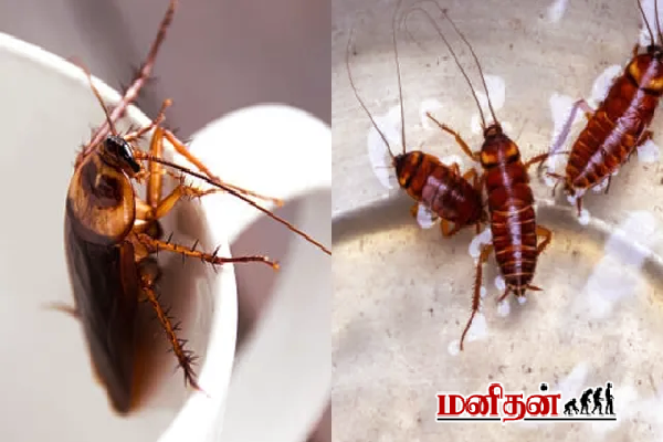 உலகிலே கரப்பான் பூச்சிகள் வாழ முடியாத இடங்கள் எவை தெரியுமா? இது தெரியாம ...