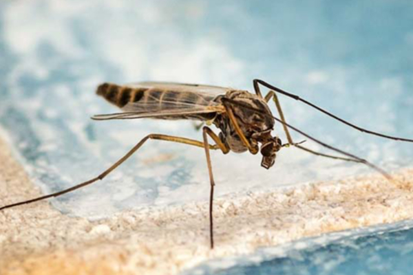 இலங்கையில் கண்டுபிடிக்கப்பட்ட புதிய வகை நுளம்பு - மனிதன்