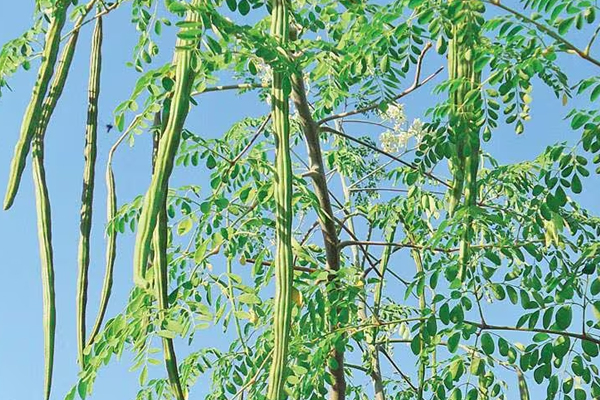 முருங்கை மரம் இத்தனை நன்மைகளை தருகிறதா - ஜே.வி.பி நியூஸ்