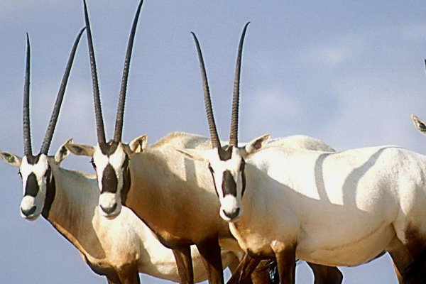 தெஹிவளை மிருகக்காட்சி சாலையில் அரியவகை விலங்கினம் ஈன்ற கன்று! - தமிழ்வின்