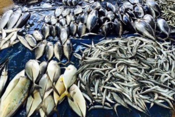 මාළු මිල එකවරම සීග්‍රයෙන් පහත බසී....නව මිල ගණන් මෙන්න. - ගගන