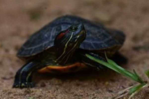 பேஸ்புக் பக்கத்தில் சிவப்பு ஆமையை பகிர்ந்த மாணவர்.. அதிர்ச்சியடைந்த ...