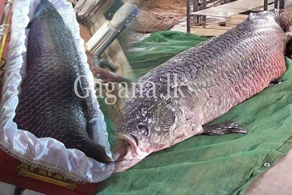 විශාල මුදලක් වැයකර නඩත්තු කළ මෙරට විශාලතම මත්ස්‍යයා මිය යයි. - (VIDEO ...