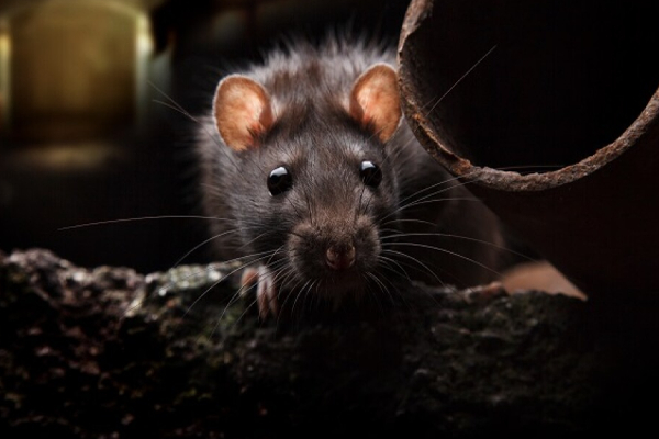 எலிகள் இல்லா நாடாக மாறும் நியூசிலாந்து! - கனடாமிரர்