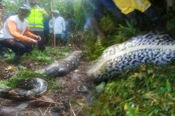 දින දෙකක් යෝධ පිඹුරාගේ කුසේ සිටි කාන්තාව - ලොවක් කැළඹු සමාජ මාධ්‍යයේ ...