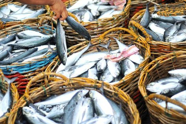 இலங்கையில் மீன்களின் விலையில் ஏற்பட்டுள்ள சடுதியான மாற்றம்! - ஜே.வி.பி ...