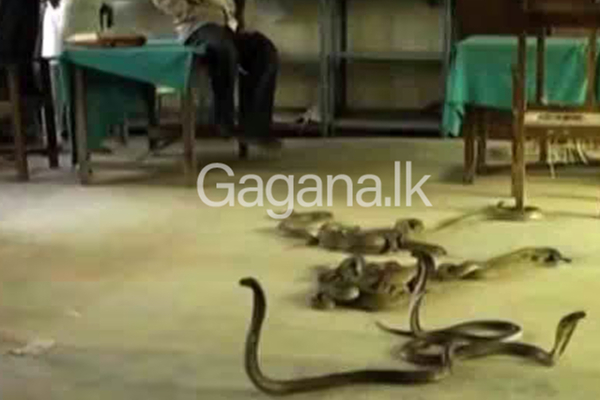 දරුවන්ගෙ පාසල් ඒම නැවතූ පාසල් එන සර්පයන්.. - ගගන