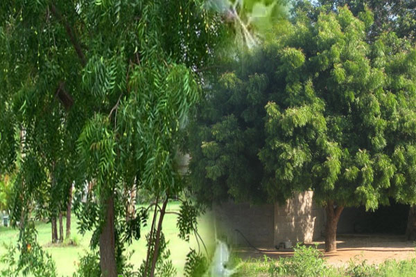 பார்த்தாலே பயன் தரும் வேப்ப மரம்... அனைத்து நோய்களுக்கும் தீர்வு ...