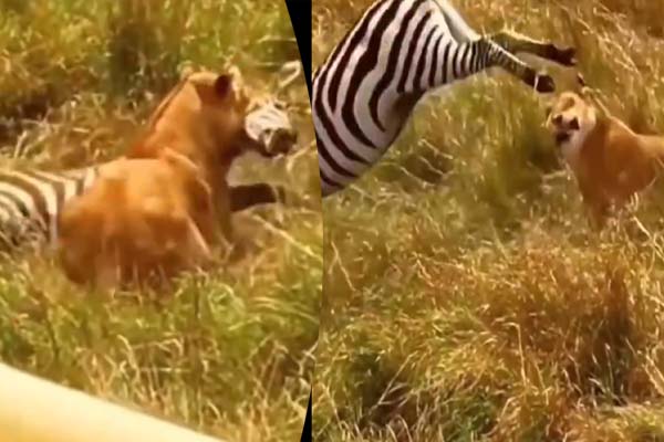 Zebra Vs Lion: குட்டியை பந்தாடிய சிங்கம்... சிங்கத்தை துவம்சம் செய்த ...