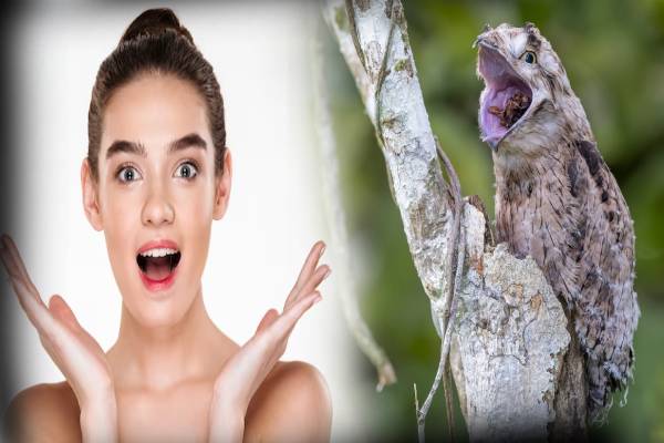 தலையை விட வாய் பெரிதான போட்டு பறவை பற்றி தெரியுமா? தெரிஞ்சா ...