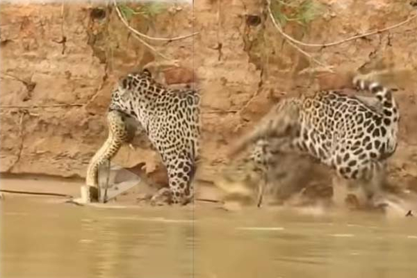 ராட்சத பாம்பை வேட்டையாடிய சிறுத்தை! அடுத்த நொடியில் நேர்ந்த அதிர்ச்சி - மனிதன்