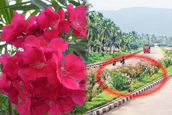 தேசிய நெடுஞ்சாலைகளில் அரளி செடி ஏன் வளர்க்கிறார்கள் தெரியுமா? பலரும் ...