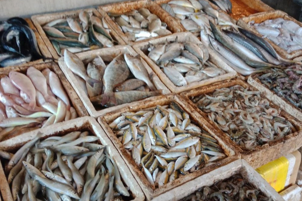අඩු මිලට මාළු ගන්න පුළුවන් අලුත් ජාලයක්.. - ගගන