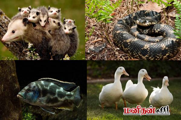 இறந்தது போல் நடித்து எதிரிகளை ஏமாற்றும் விலங்குகள் எவை தெரியுமா? - மனிதன்