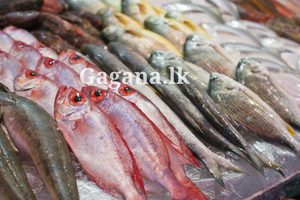 ඊයේ එක්ක බලද්දි එකවරම මාළු මිලට අද වුණේ මෙන්න මේකයි.. - ගගන