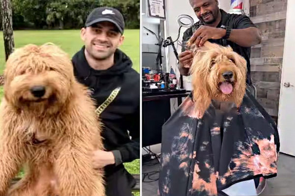 கோடிக்கணக்கில் சம்பாதிக்கும் நாய்! - கனடாமிரர்