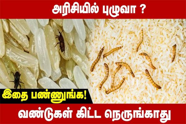 அரிசியில் வண்டுகள் கிட்ட நெருங்காது! இதை ட்ரை பண்ணுங்க - லங்காசிறி நியூஸ்
