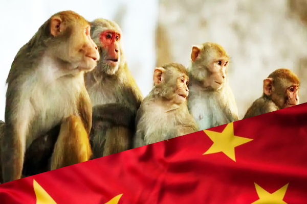 சீனாவுக்கு குரங்குகள் ஏற்றுமதி செய்யப்படாது: நீதிமன்றில் உறுதி - தமிழ்வின்