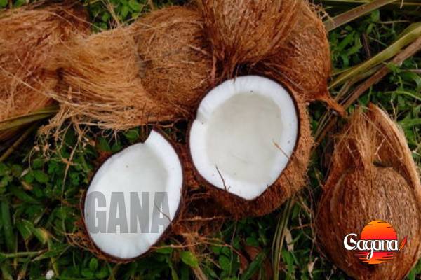 අද පොල් මිල වෙනස්වීම් - ගගන