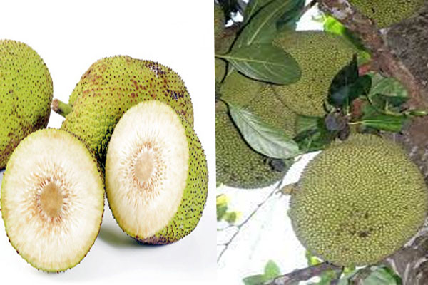 ஈரப்பலா பற்றிய சில உண்மைகள் - லங்காசிறி நியூஸ்