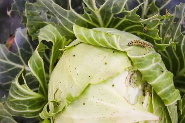 முட்டைகோஸில் உள்ள நாடாப்புழு - இதை செய்யாவிட்டால் உயிருக்கே ஆபத்தை ...